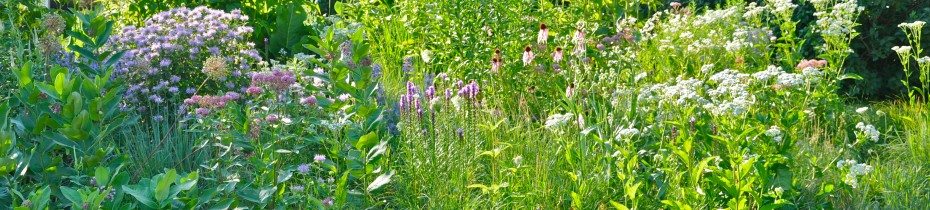 Buy Native Plants – Wild Ones Ozark Chapter